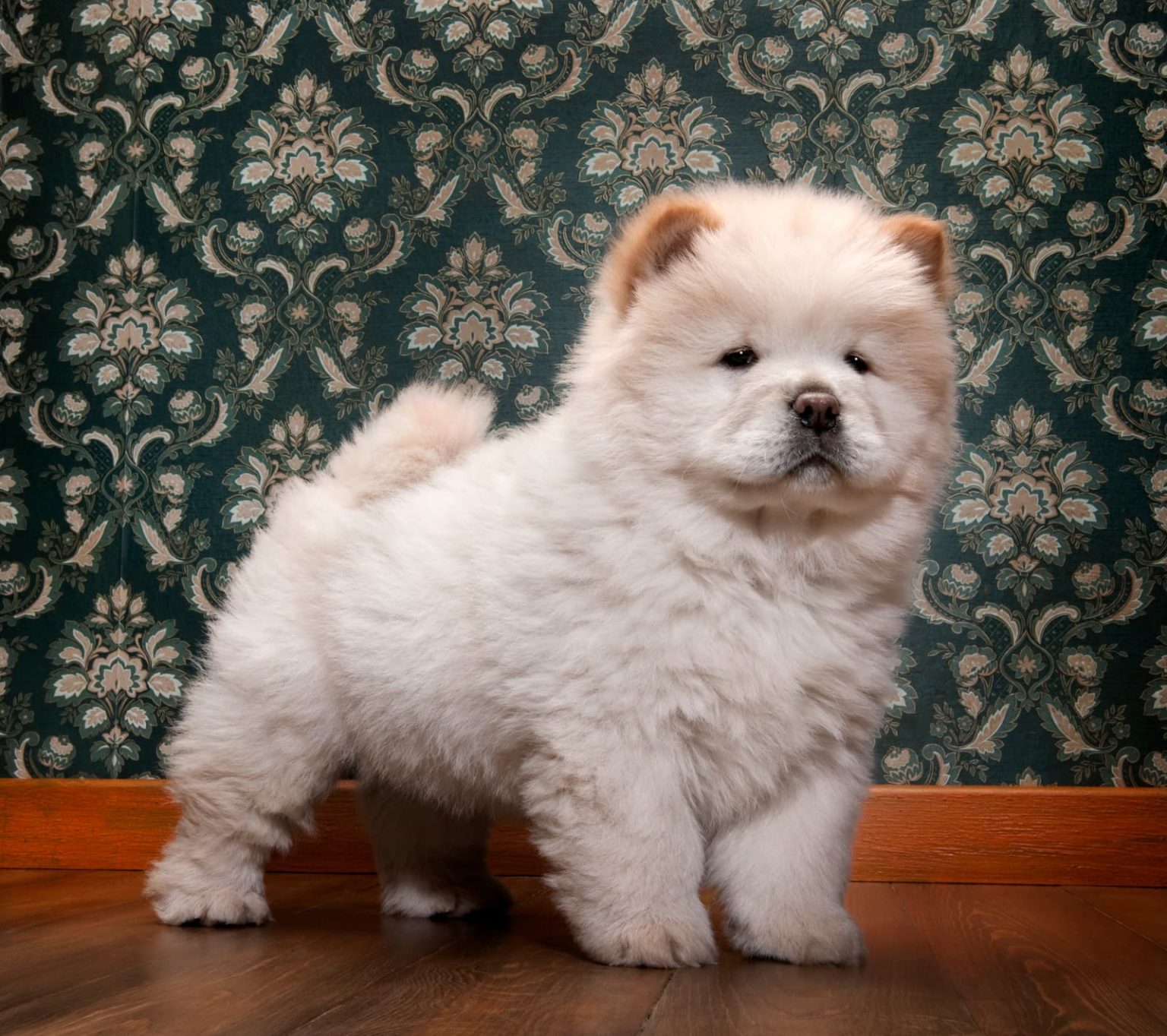 Como Adestrar um Chow Chow? Dicas Práticas para Tutores